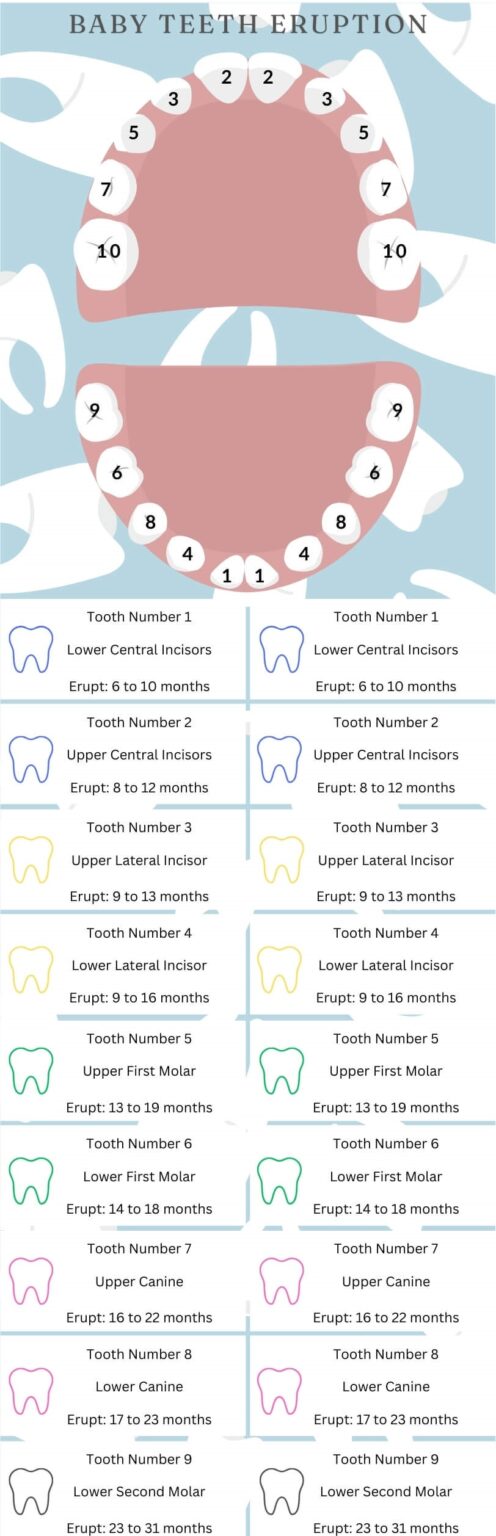 Baby Teeth Eruption and Care - Charts, Timelines, and Expert Tips for ...