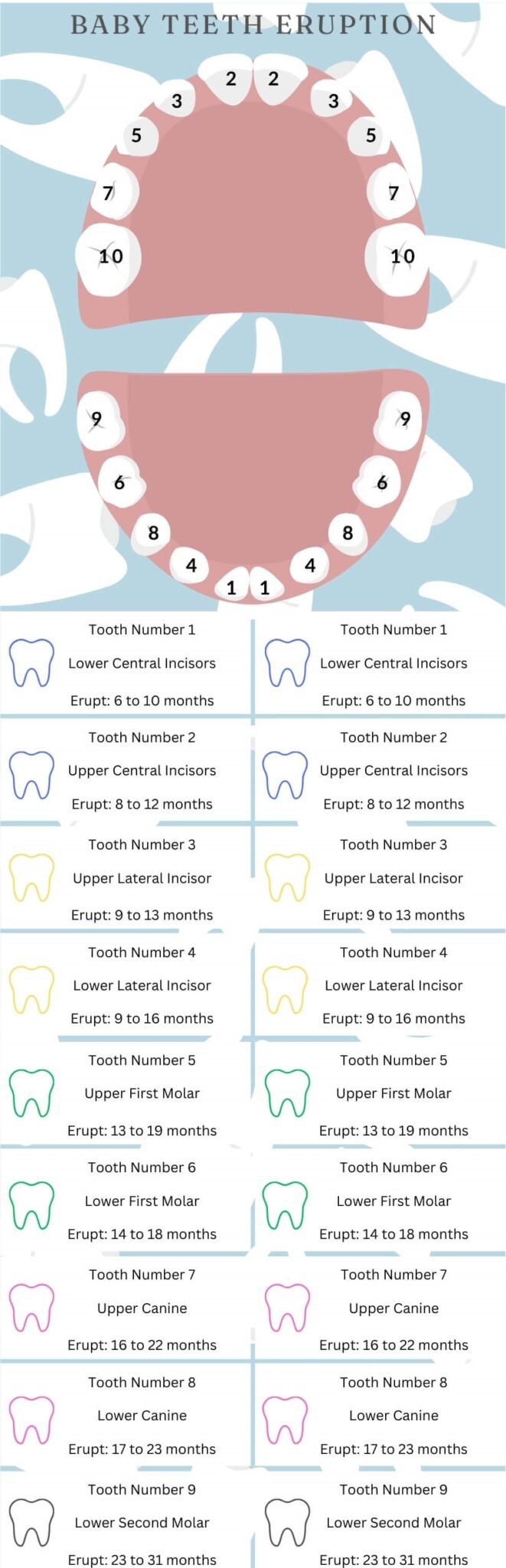 Baby Teeth Eruption and Care - Charts, Timelines, and Expert Tips for ...